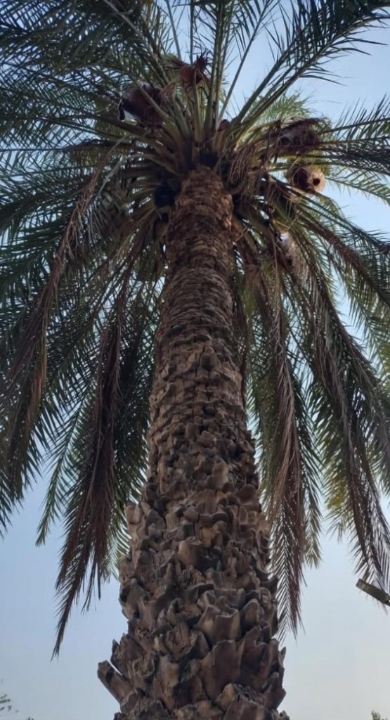 The Resilient Palm of 1994 – Morjhango Farms